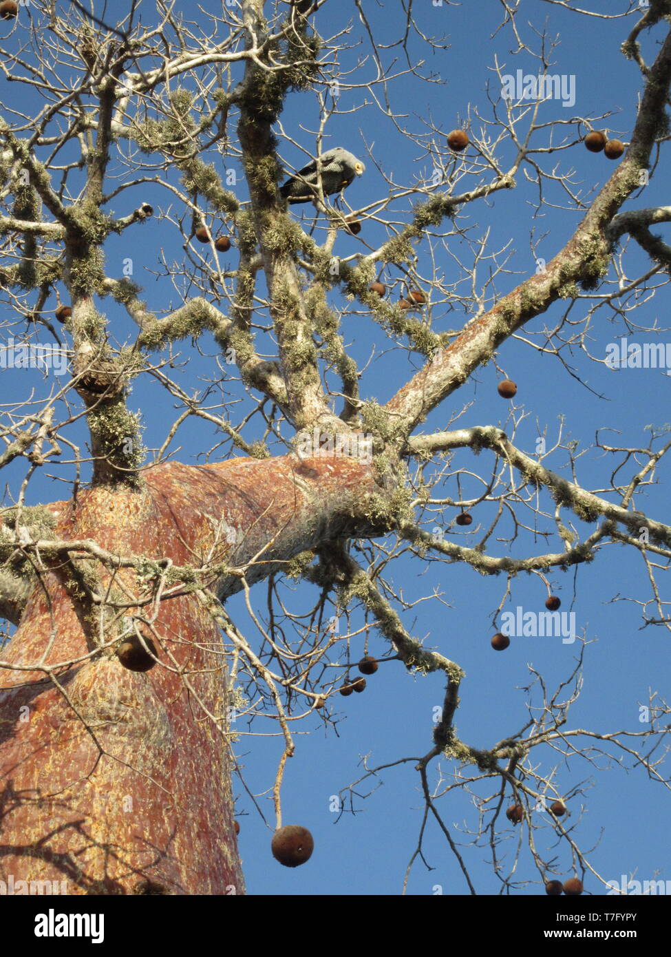 Huge baobab tree in spiny forest, Ifaty, west coast of Madagascar Stock ...