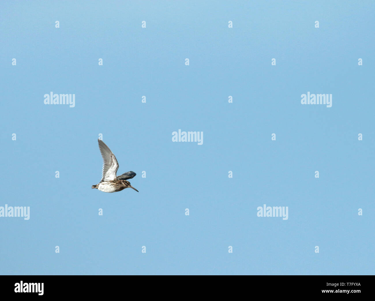 Jack Snipe (Lymnocryptes minimus) in flight, seen from the side and ...