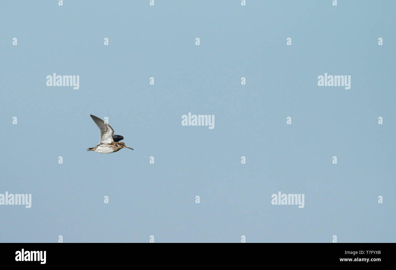Jack Snipe (Lymnocryptes minimus) in flight, seen from the side and ...