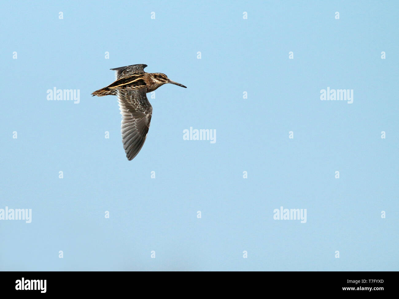 Jack Snipe (Lymnocryptes minimus) in flight, seen from the side and ...