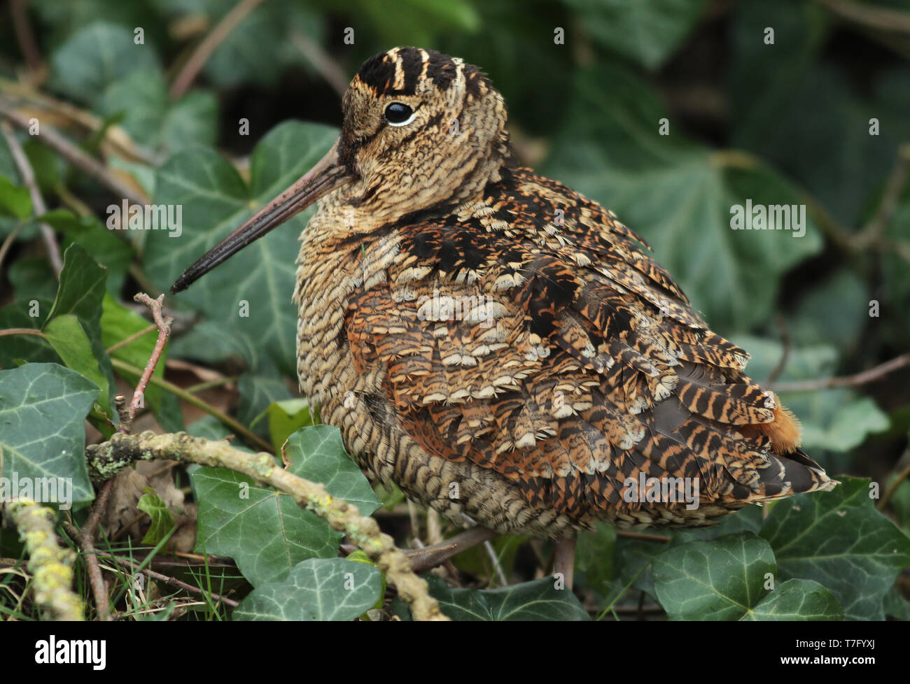 First-winter Eurasian Woodcock (Scolopax rusticola) standing in the ...
