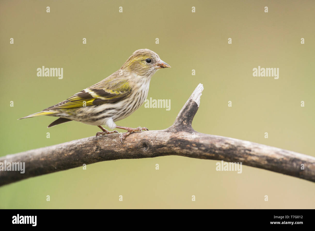 Eurasian Siskin; sijs Stock Photo - Alamy