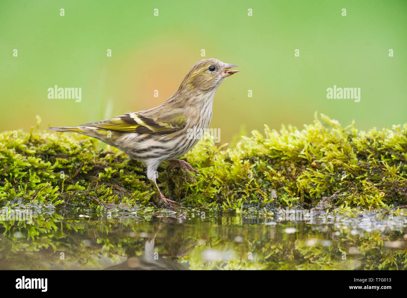 Italy siskin hi-res stock photography and images - Alamy