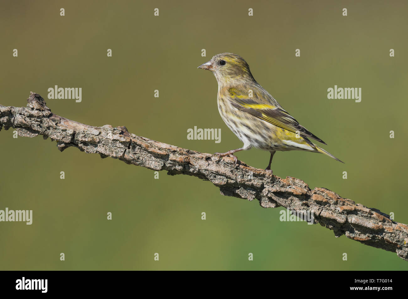 Italy siskin hi-res stock photography and images - Alamy
