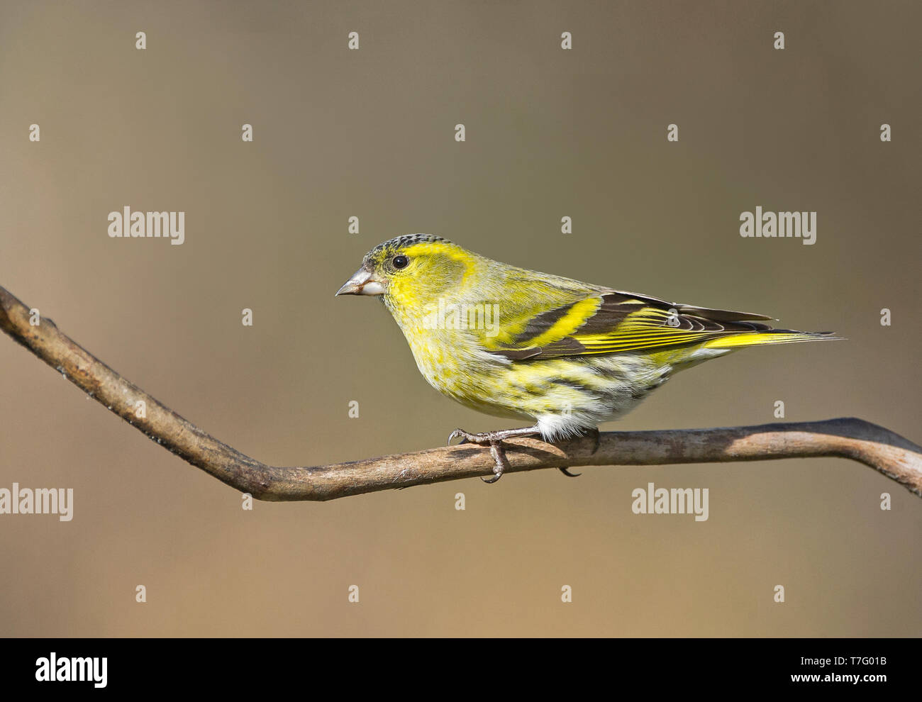 Italy siskin hi-res stock photography and images - Alamy