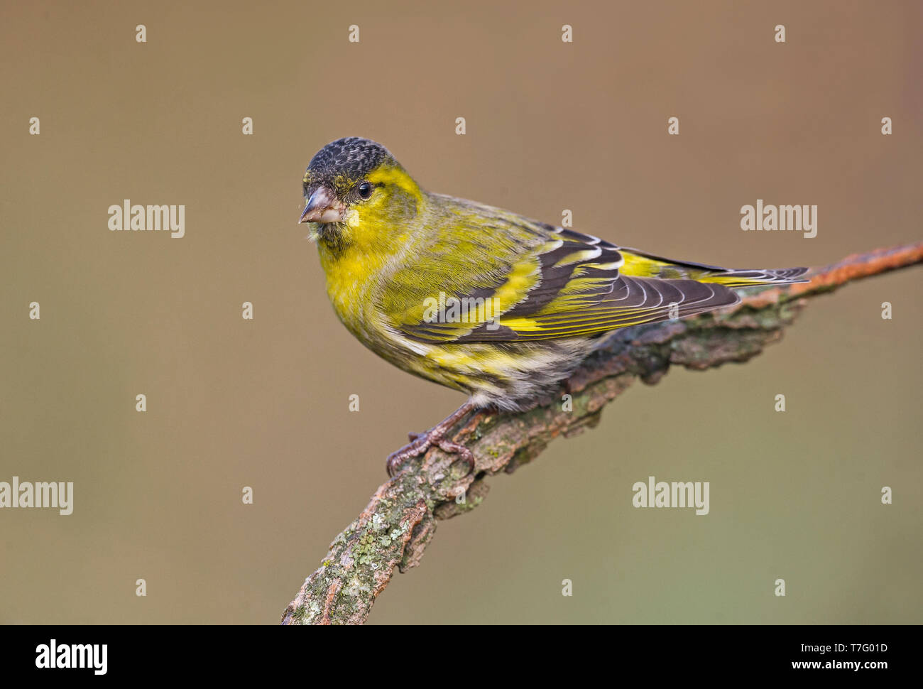 Italy siskin hi-res stock photography and images - Alamy