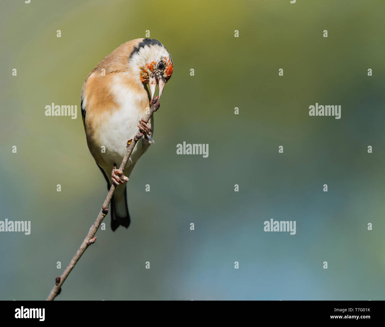 European Goldfinch, Putter Stock Photo - Alamy
