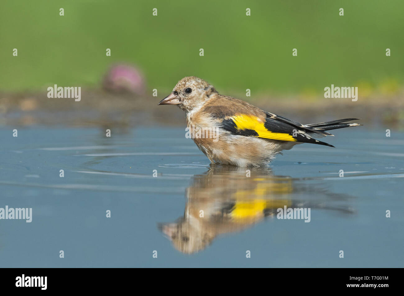 Immature European Goldfinch, Onvolwassen Putter Stock Photo - Alamy