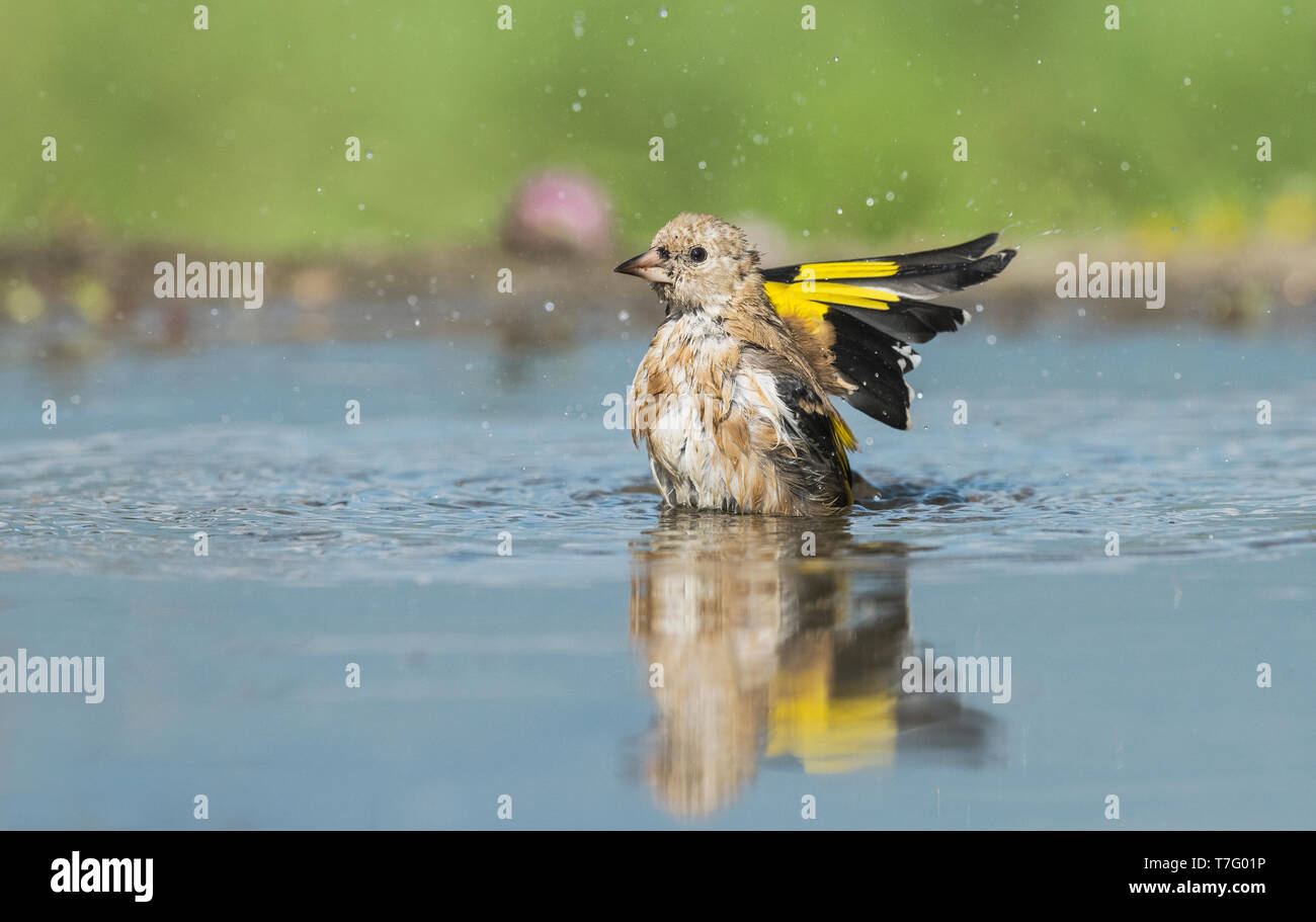Immature European Goldfinch, Onvolwassen Putter Stock Photo - Alamy
