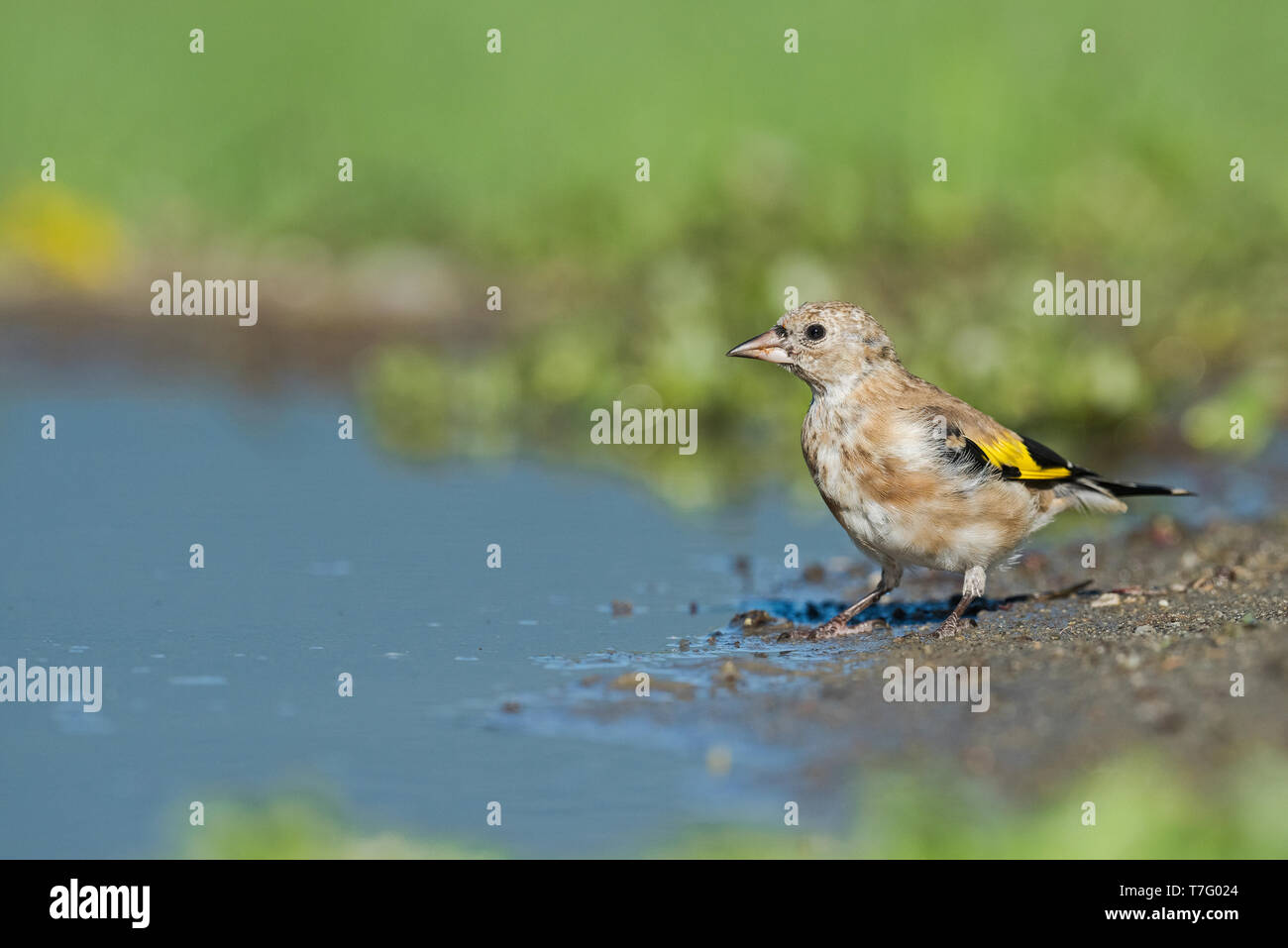 Immature European Goldfinch High Resolution Stock Photography and ...