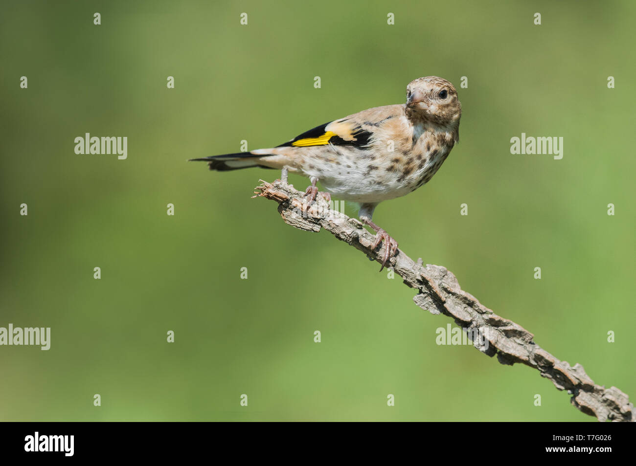 Immature goldfinch hi-res stock photography and images - Alamy