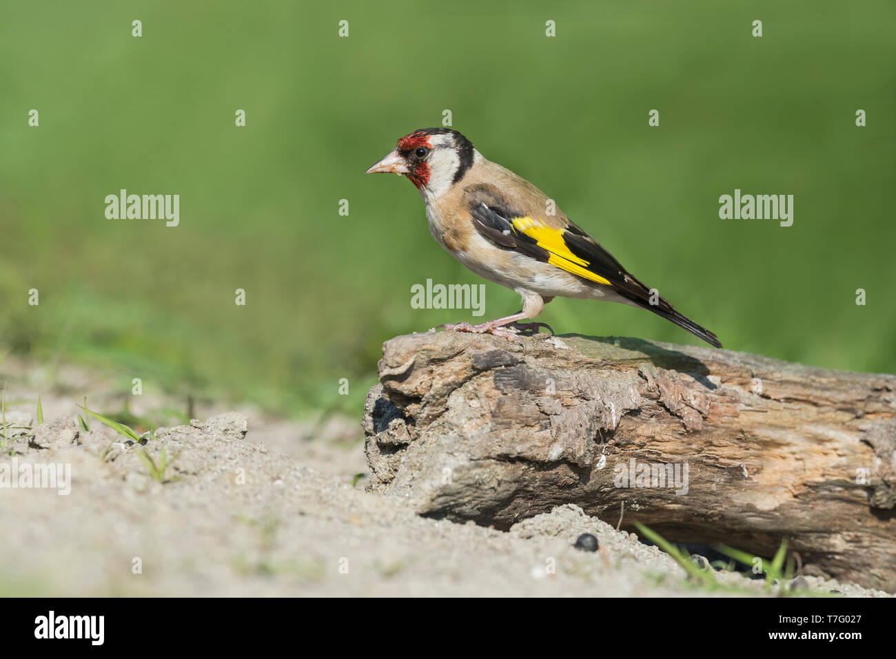 European Goldfinch, Putter Stock Photo - Alamy
