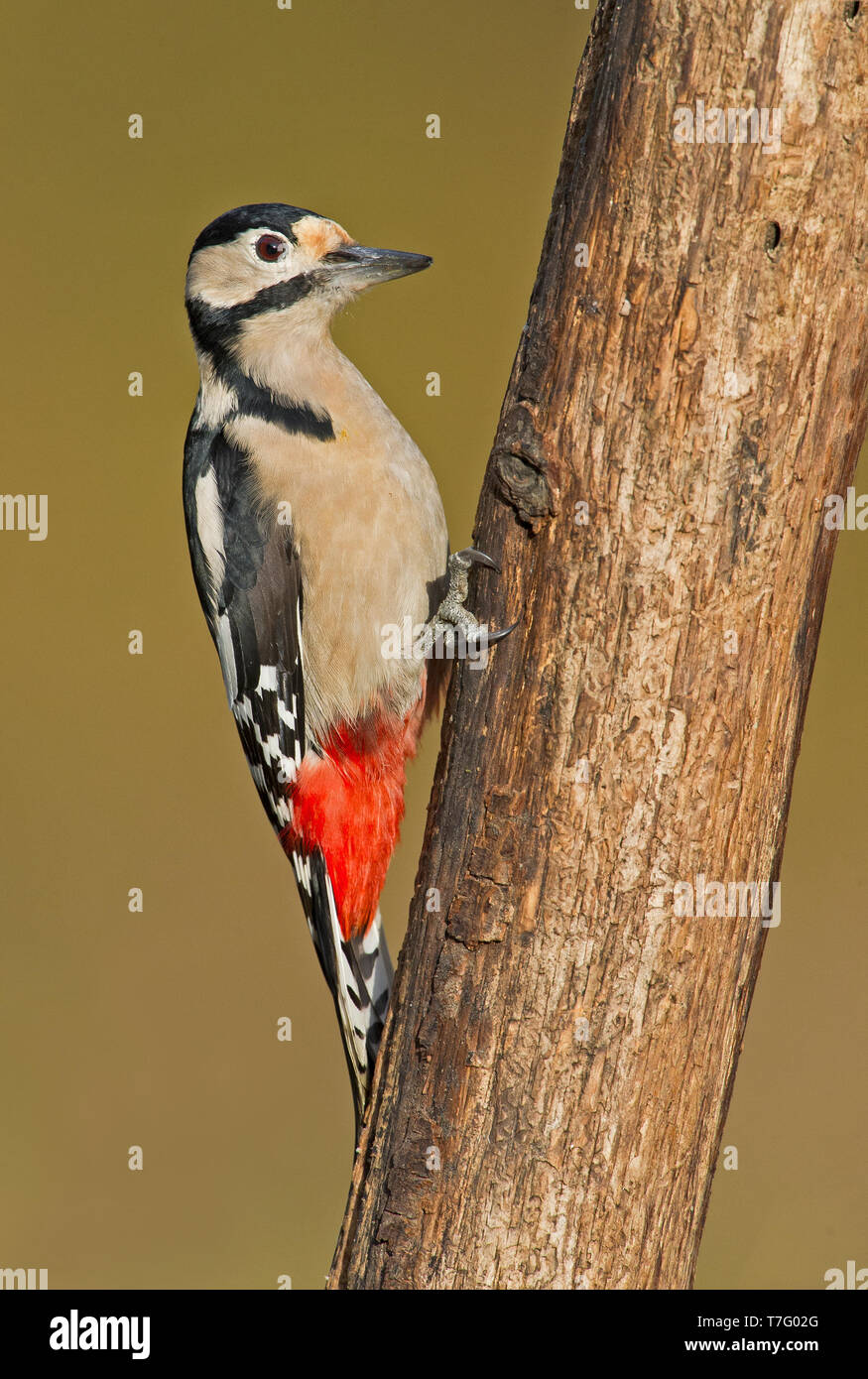Great Spotted Woodpecker, Grote Bonte Specht, Dendrocopos major Stock ...