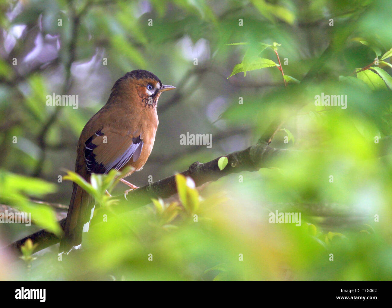 Moustached laughingthrush (Garrulax cineraceus) perched in a tree Stock ...