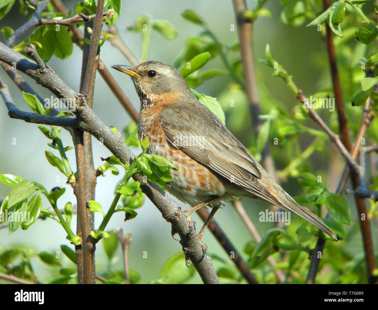 Adult Naumann's Thrush (Turdus naumanni) during spring migration on Heuksan Do in South Korea ...