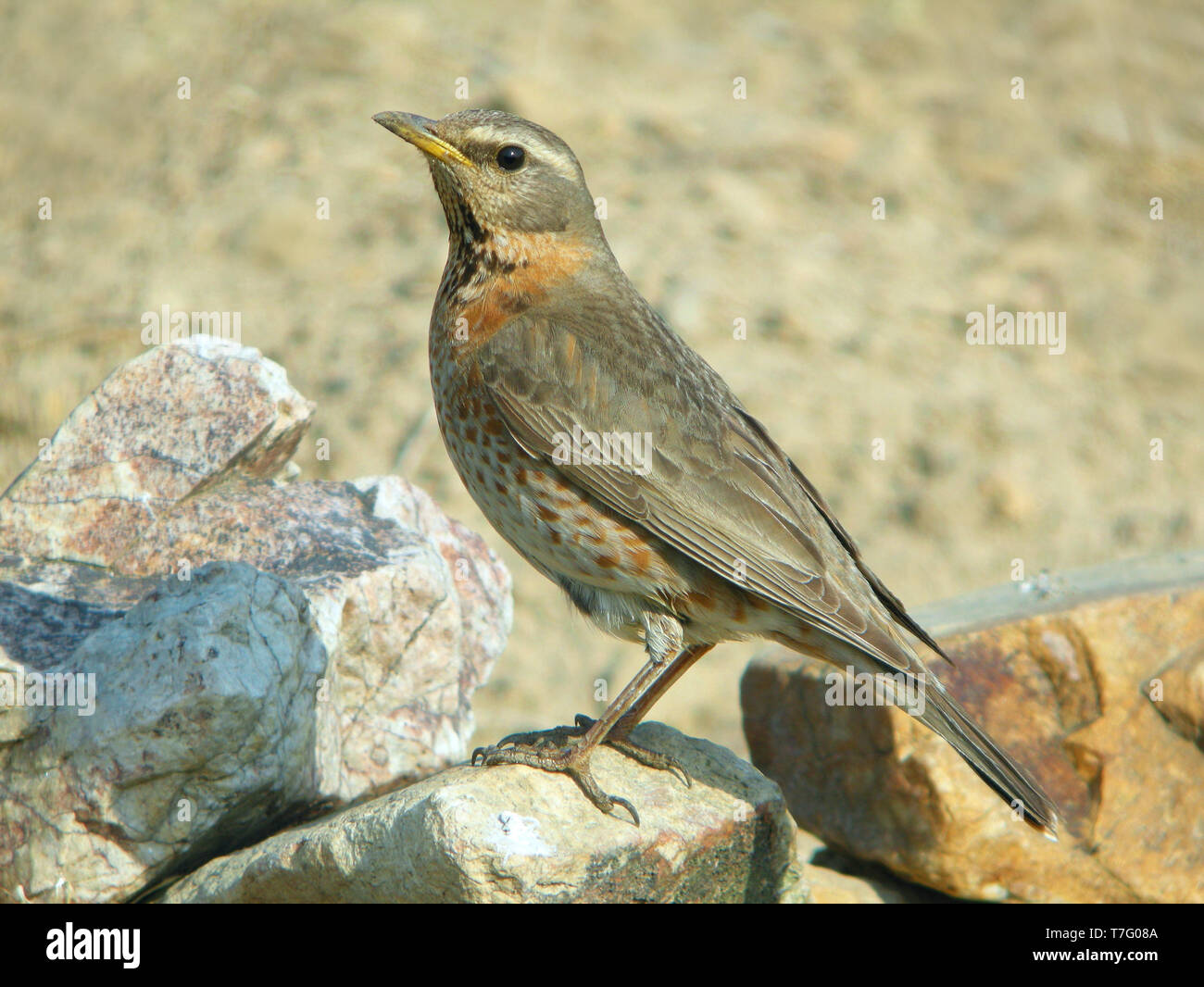Adult Naumann's Thrush (Turdus naumanni) during spring migration on Heuksan Do in South Korea ...