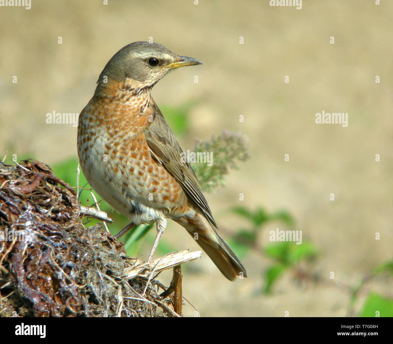 Adult Naumann's Thrush (Turdus naumanni) during spring migration on Heuksan Do in South Korea ...