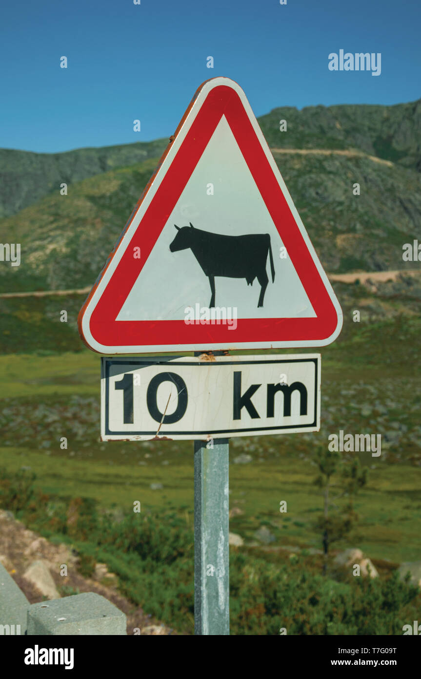 Cattle drive on mountain road hi-res stock photography and images - Alamy