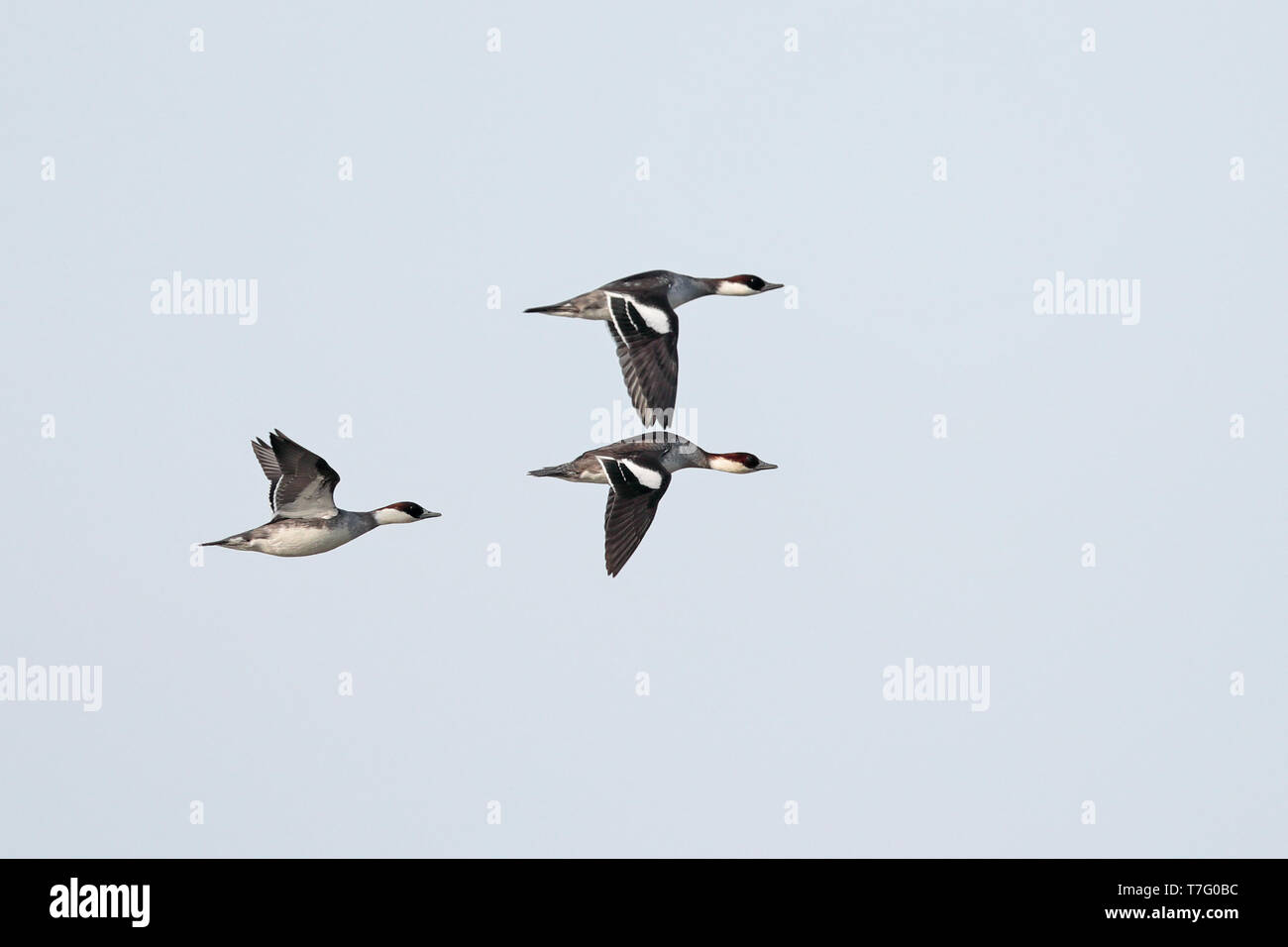 Three Smew in flight during migration time in the Netherlands Stock ...