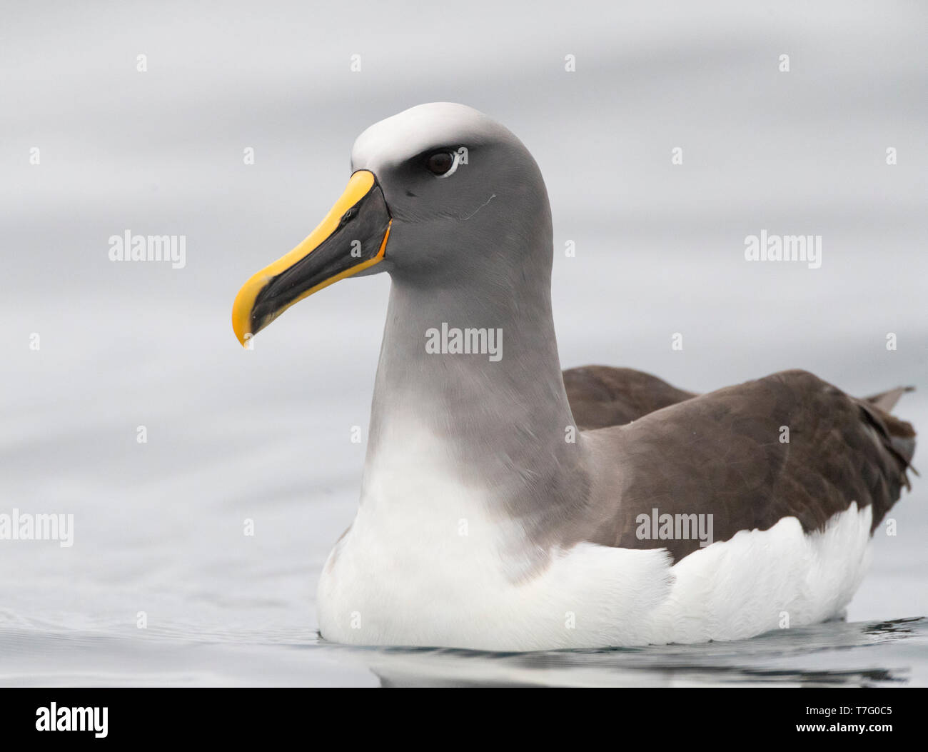 Northern Buller's Albatross (Thalassarche bulleri platei), also known ...