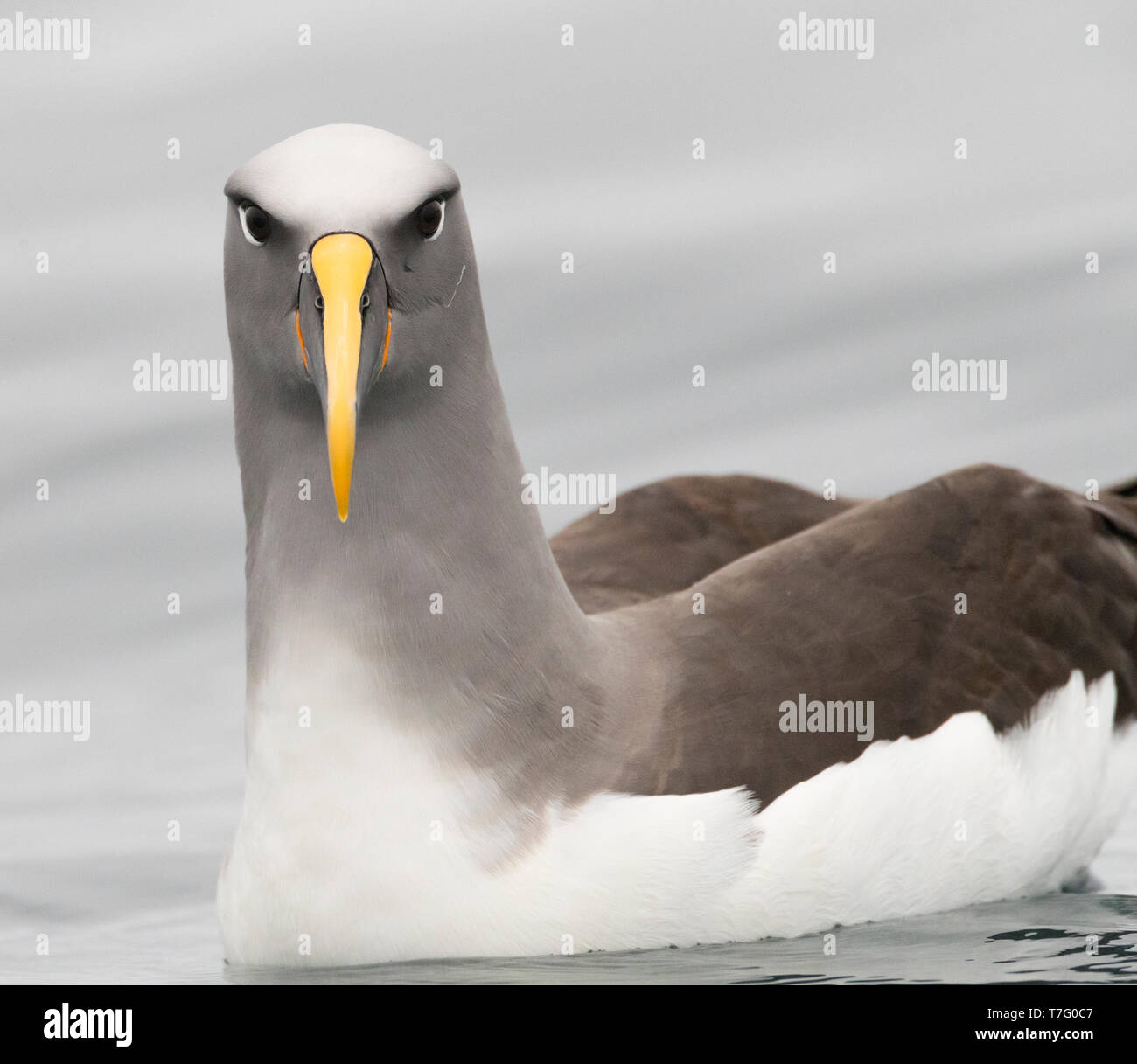 Northern Buller's Albatross (Thalassarche bulleri platei), also known ...