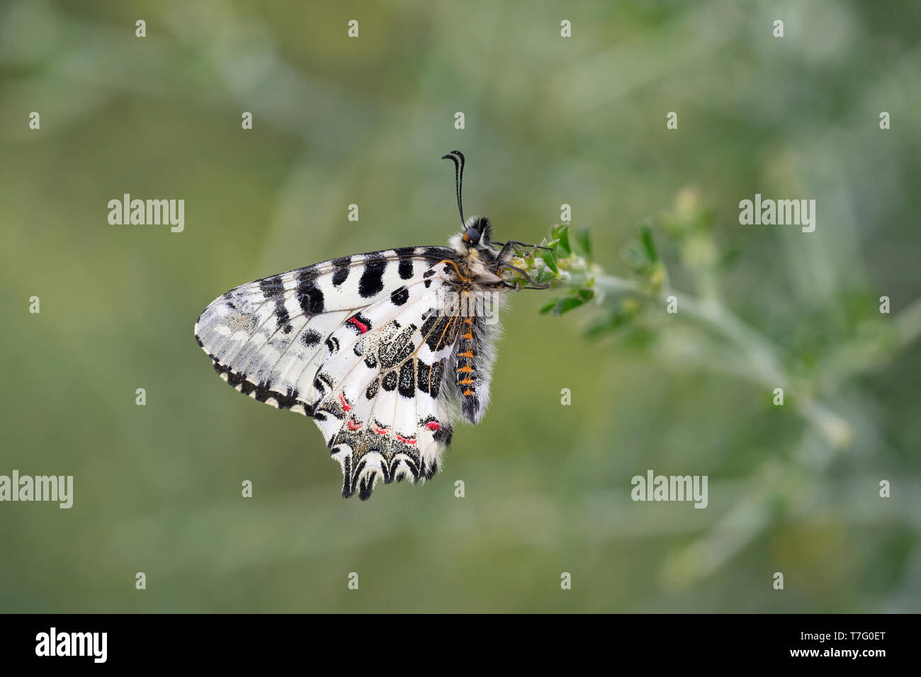 Eastern Festoon (Zerynthia cerisy Stock Photo - Alamy