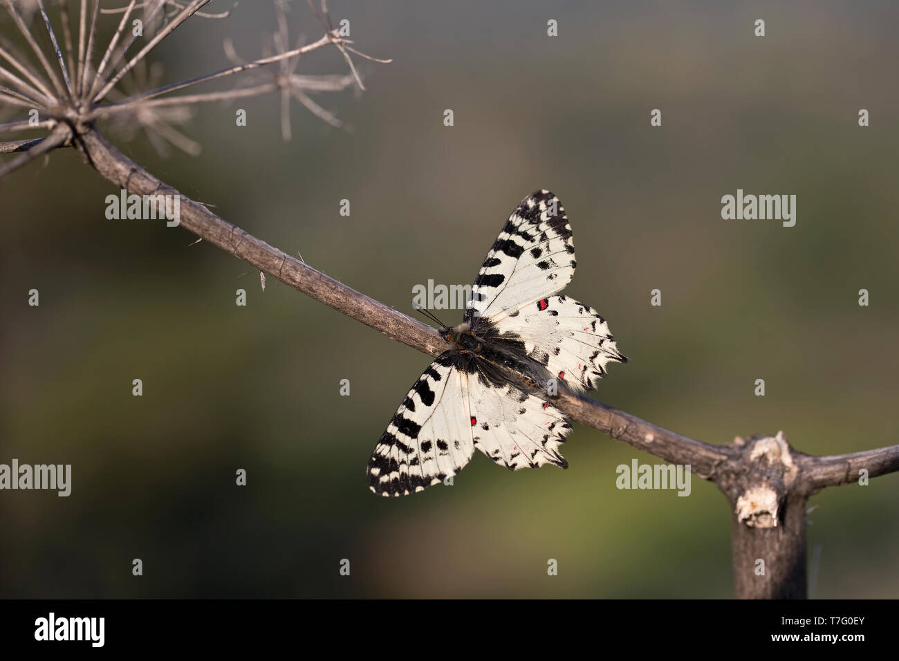 Eastern Festoon (Zerynthia cerisy Stock Photo - Alamy