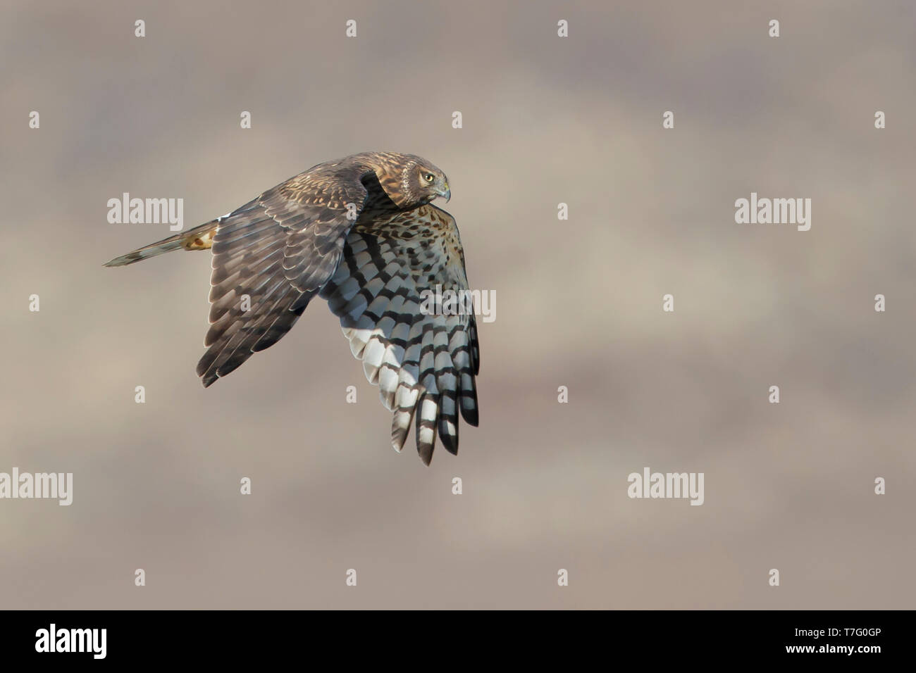 Adult female Northern Harrier (Circus hudsonius) in flight showing ...