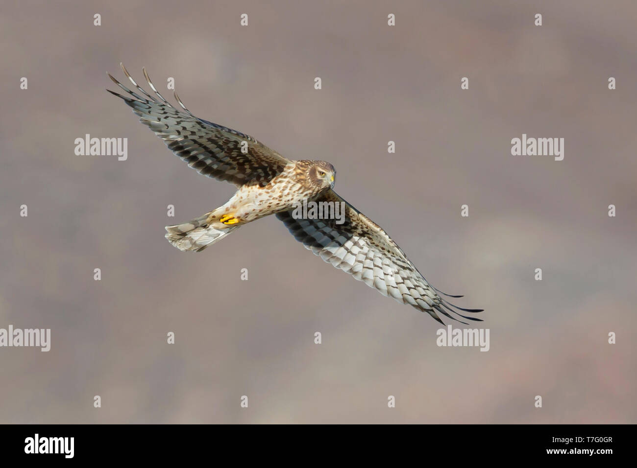 Adult female Northern Harrier (Circus hudsonius) in flight, showing ...