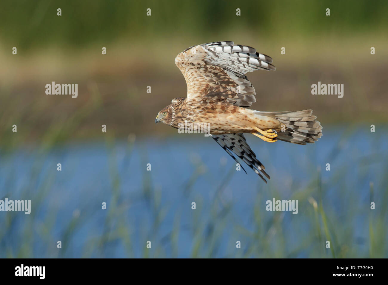 Adult female Northern Harrier (Circus hudsonius) in flight, showing ...