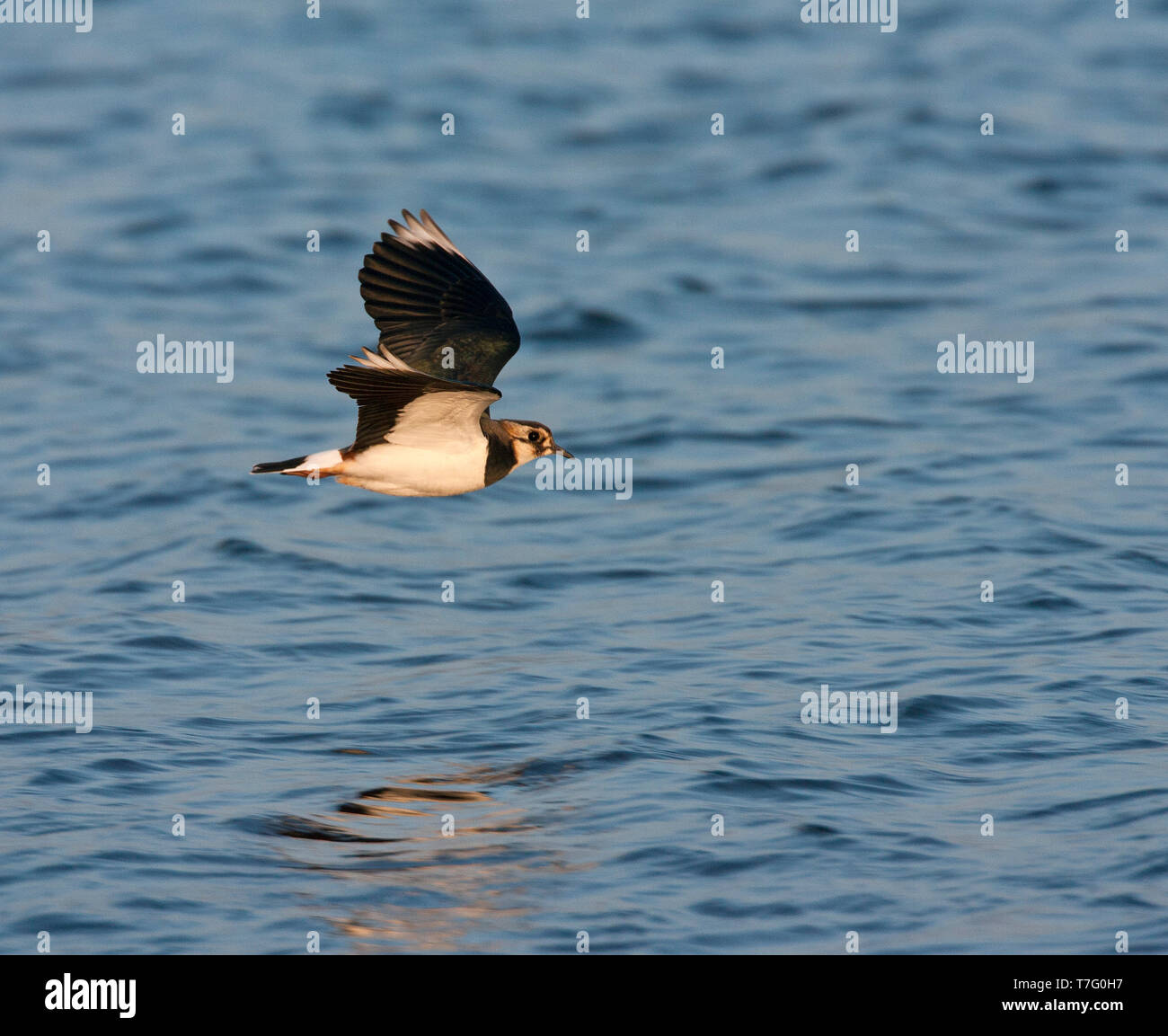 Lapwing in winter hi-res stock photography and images - Alamy