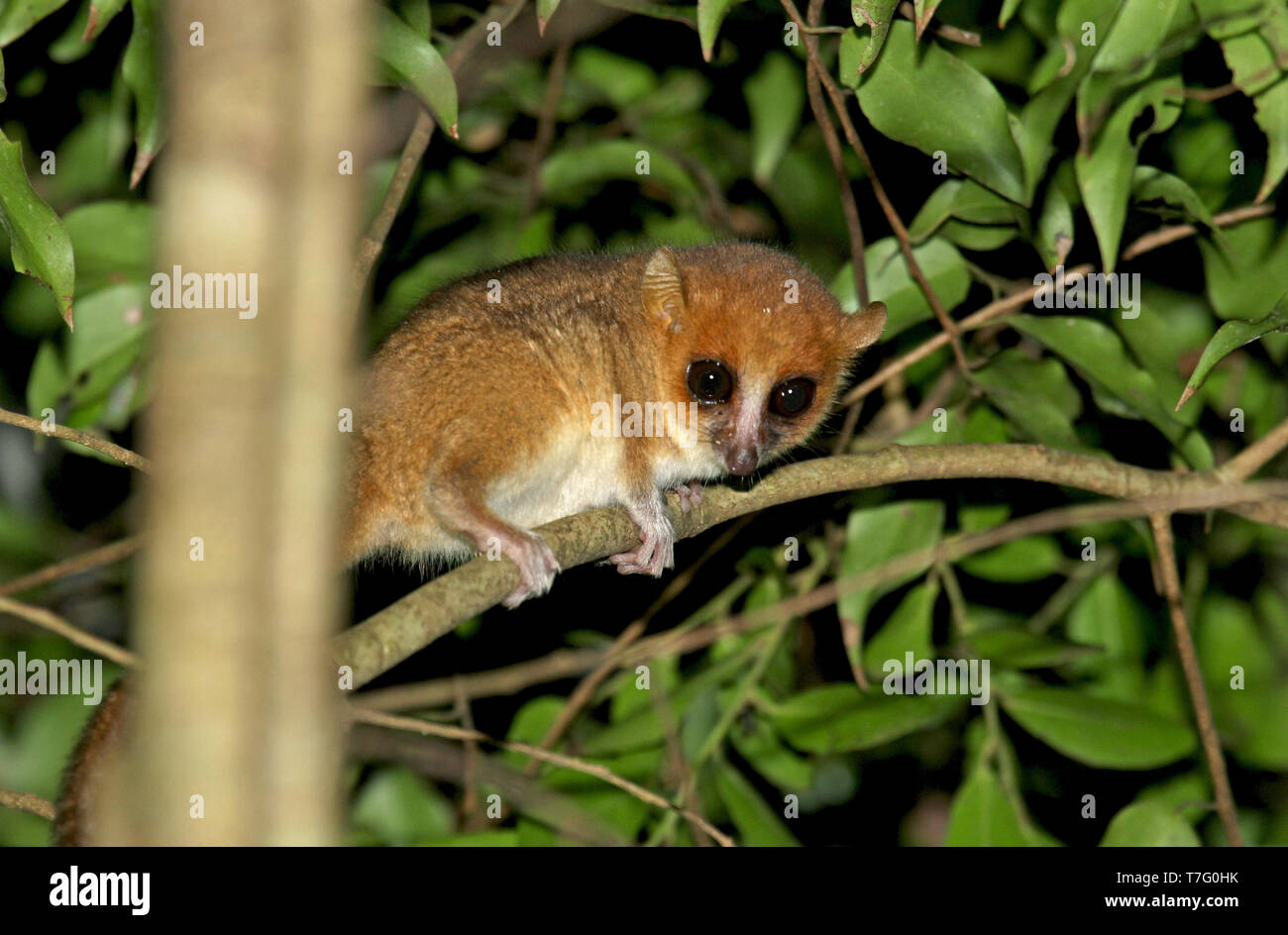 Microcebus tavaratra hi-res stock photography and images - Alamy