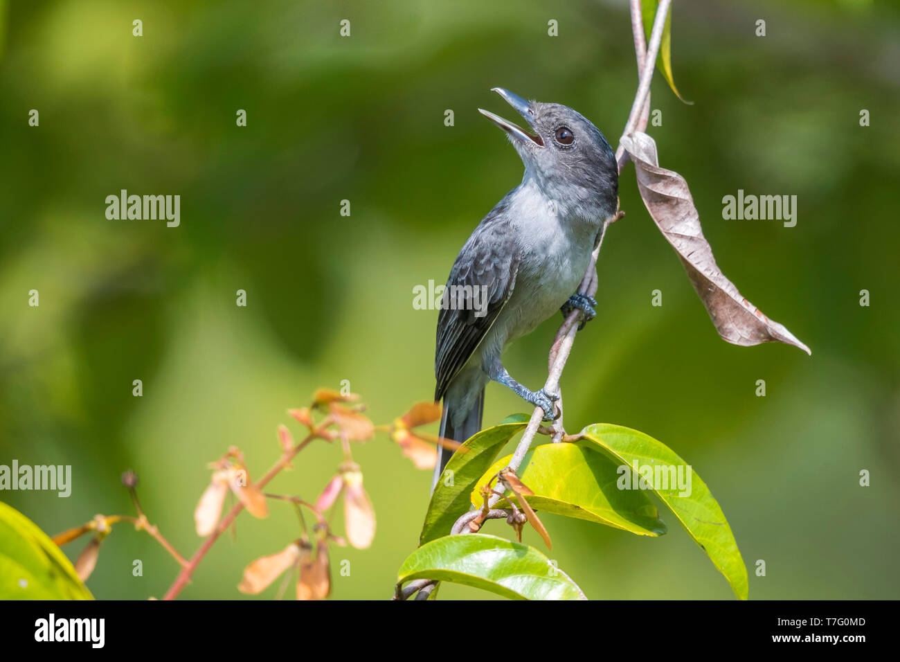 One coloured becard hi-res stock photography and images - Alamy