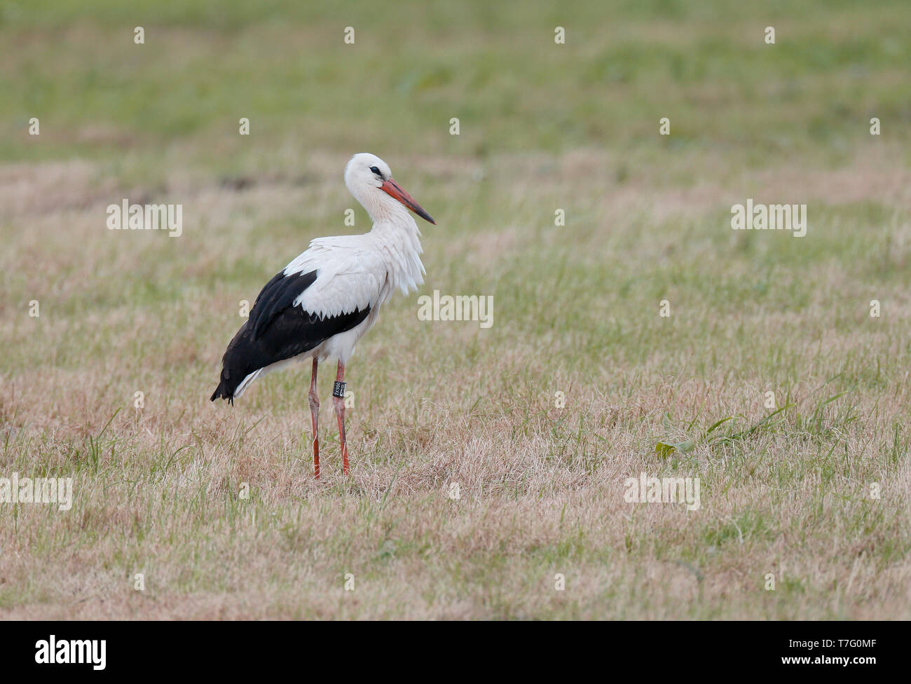 First-winter White Stork standing in a meadow in the Netherlands during ...
