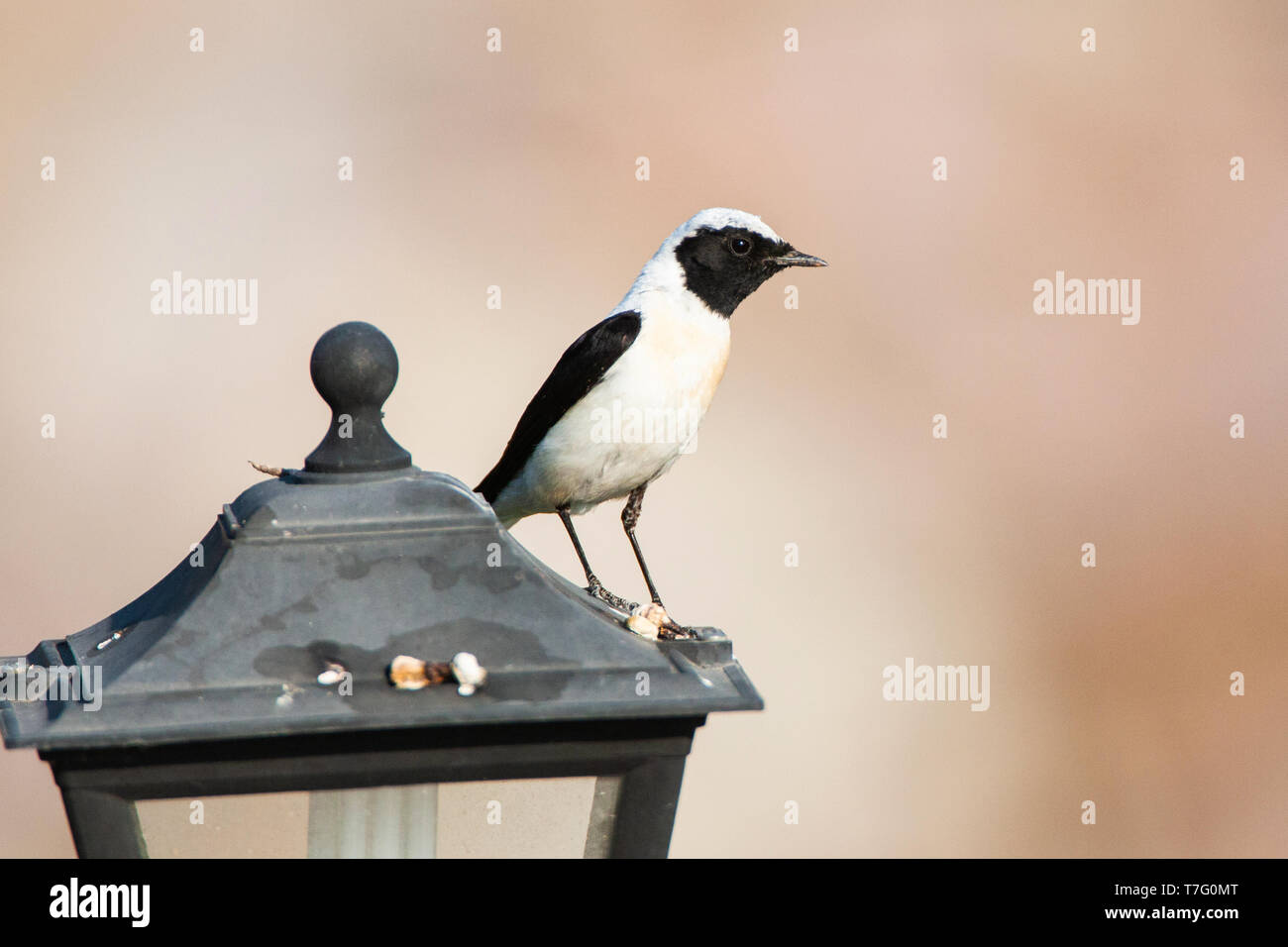 Male eastern black eared wheatear springtime hi-res stock photography ...