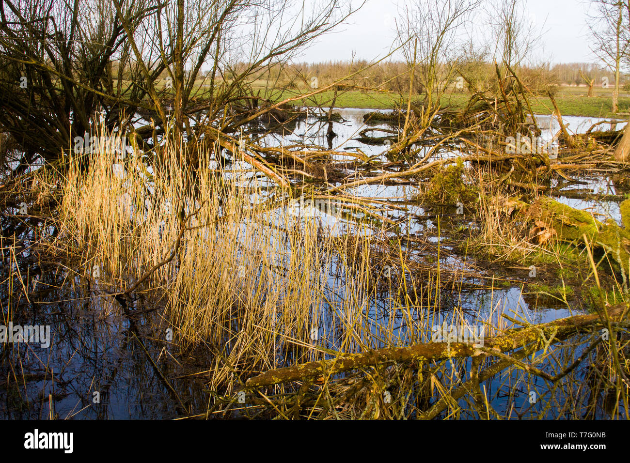 Panoramic view of the Netherlands. Swamp forest in the ...