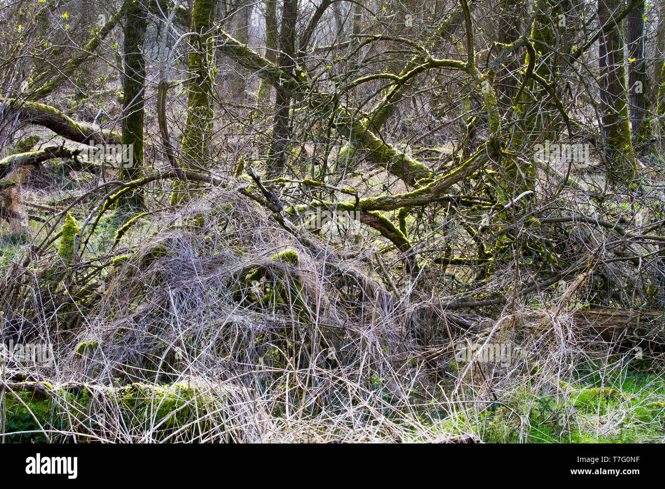 Panoramic view of the Netherlands. Swamp forest in the ...