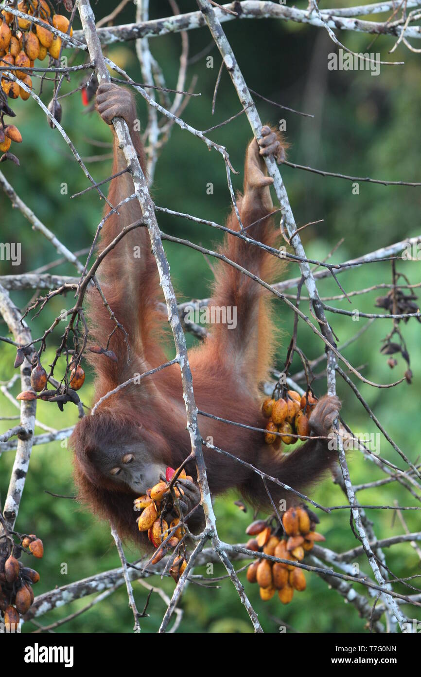 Rescued orphaned Bornean Orangutan (Pongo pygmaeus) eating fruits in ...