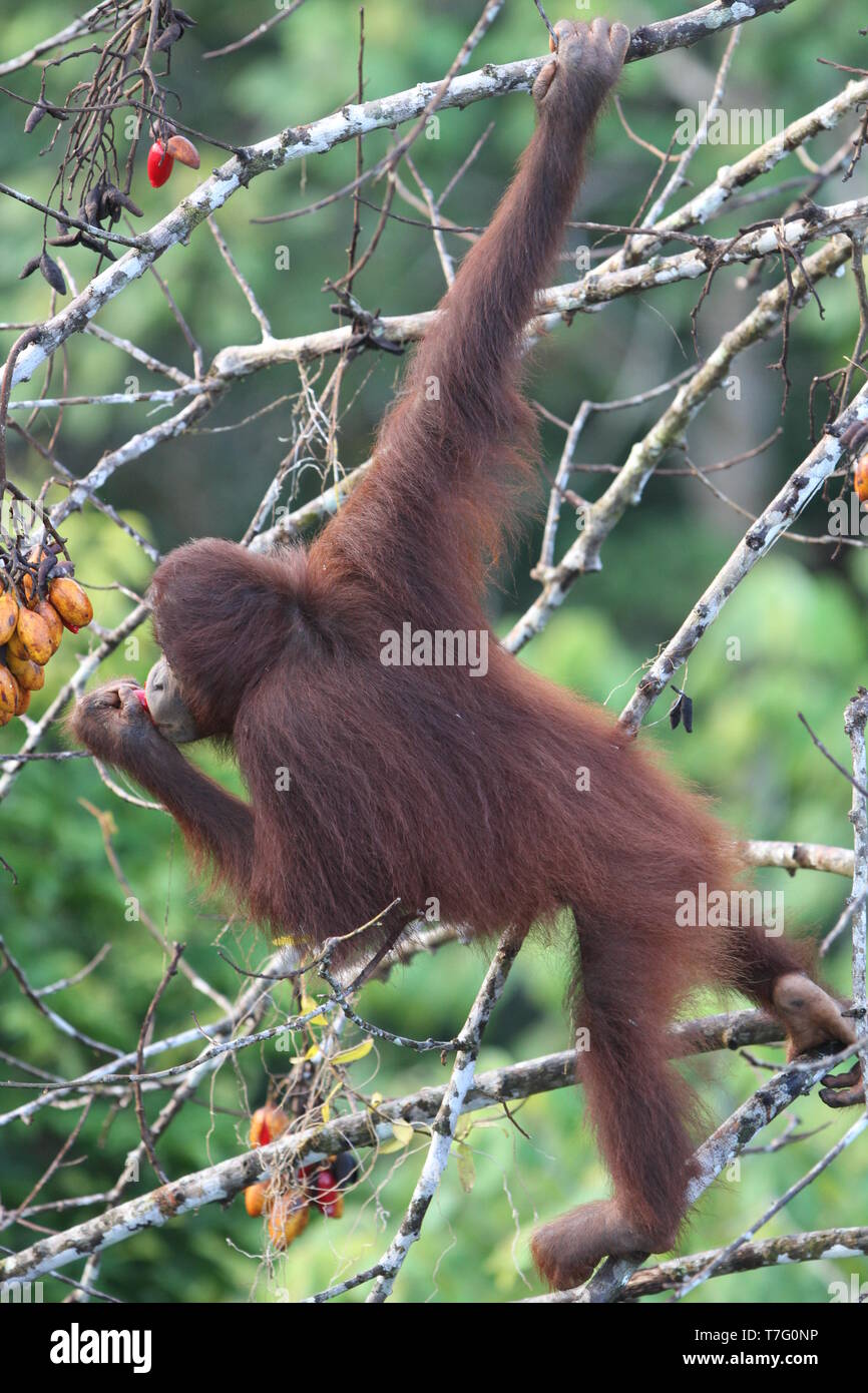 Endangered orangutan asia deforestation hi-res stock photography and ...