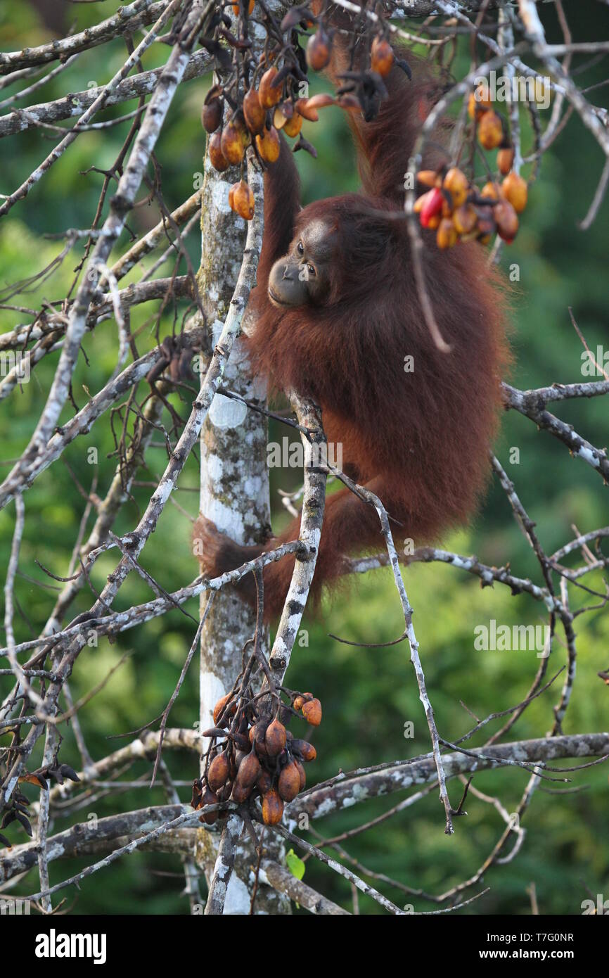Endangered orangutan asia deforestation hi-res stock photography and ...
