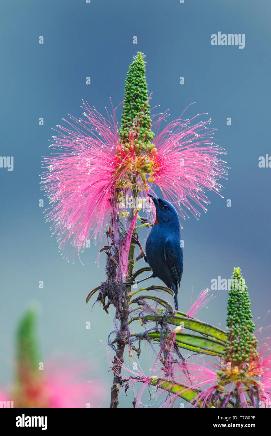 Jamaican flora hi-res stock photography and images - Alamy