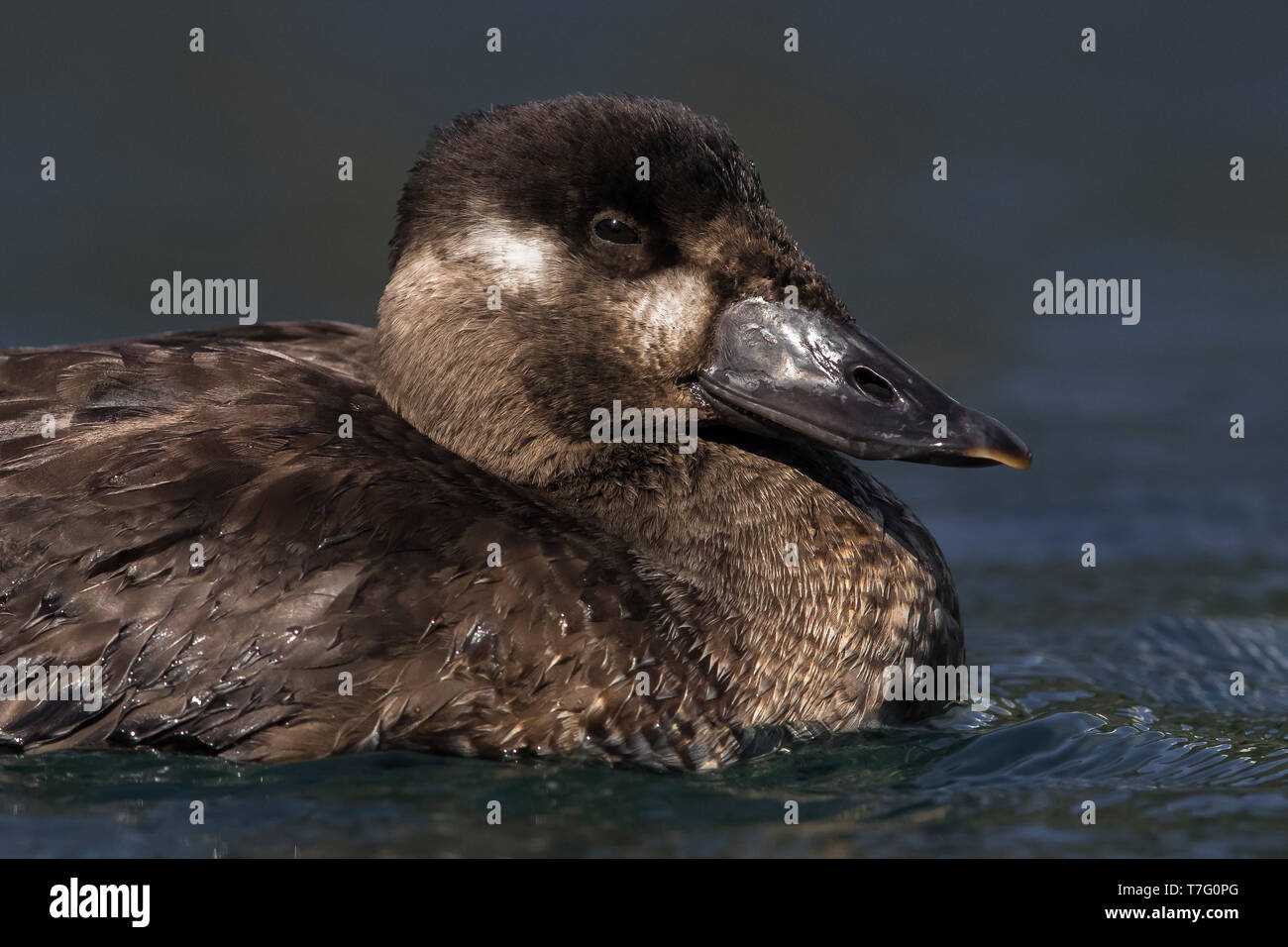 Female Surf Scoter Stock Photo - Alamy