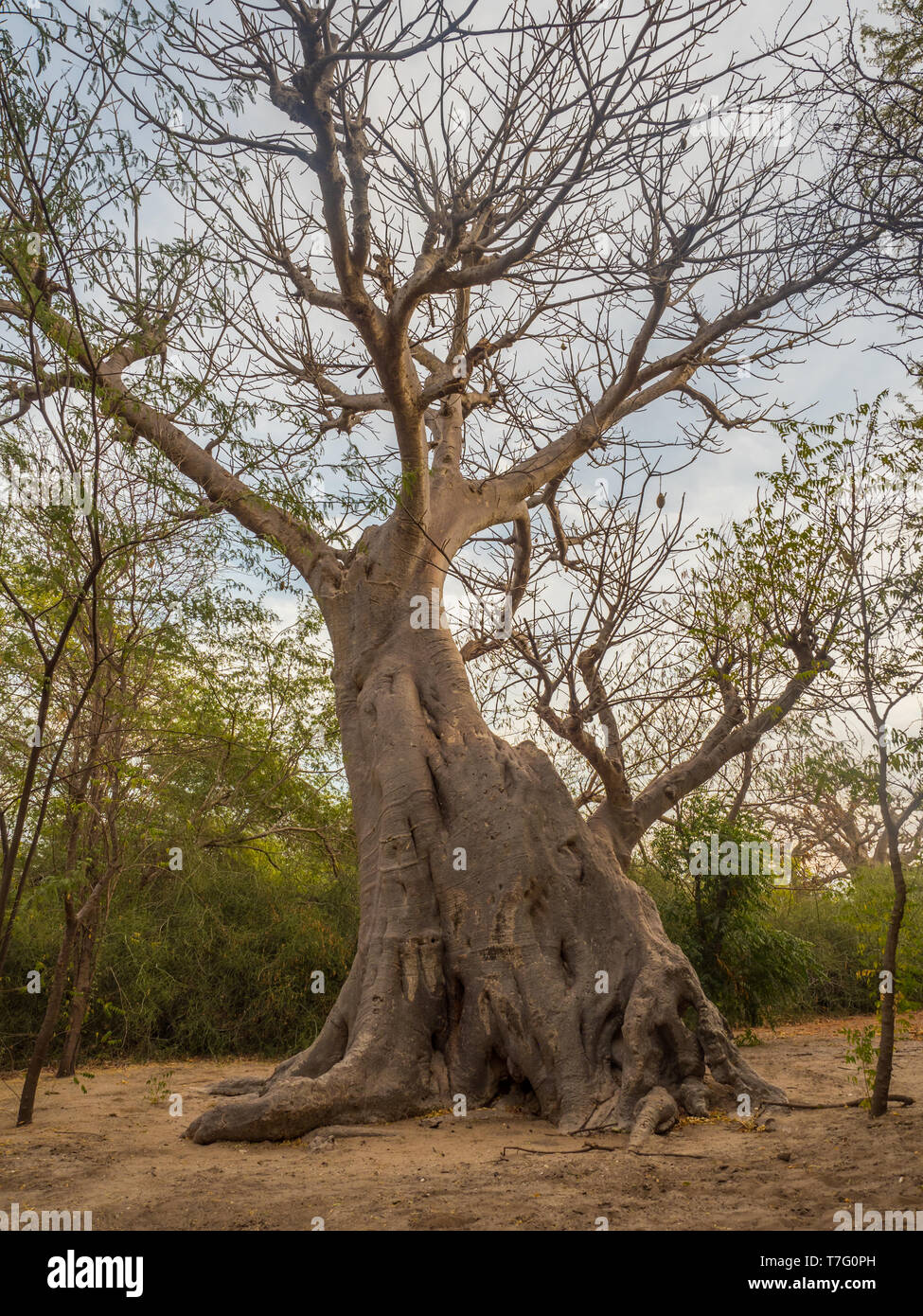 Senegalese Forest High Resolution Stock Photography and Images - Alamy