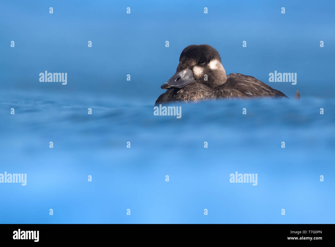 Female Surf Scoter Stock Photo - Alamy