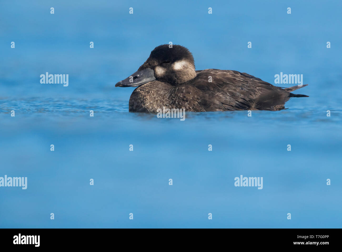 Female Surf Scoter Stock Photo - Alamy