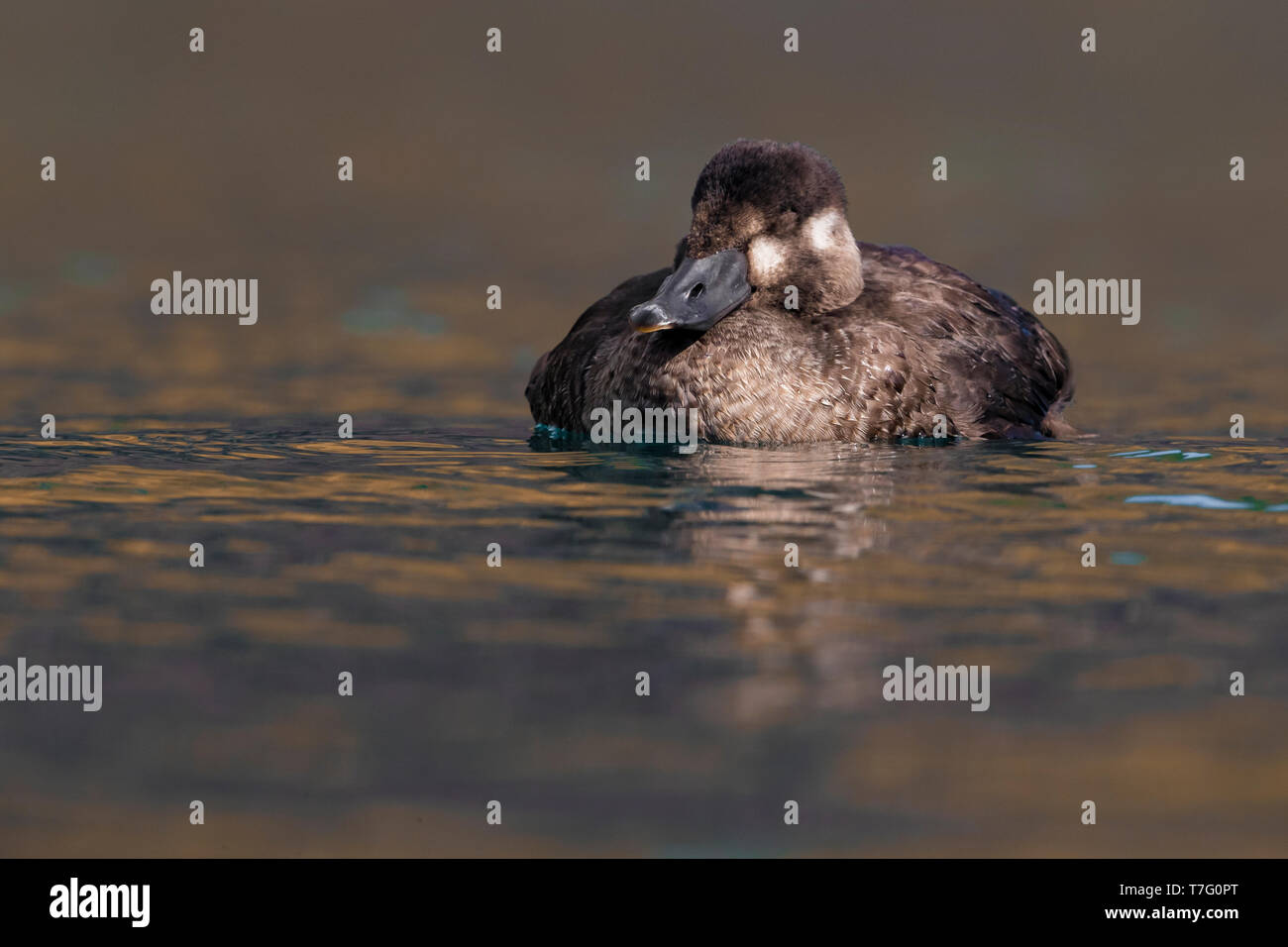 Female Surf Scoter Stock Photo - Alamy