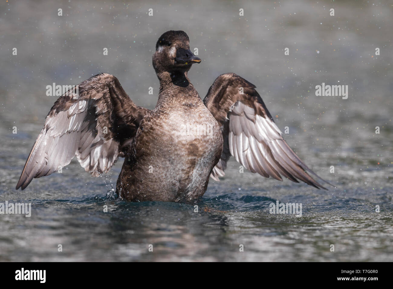 Female Surf Scoter Stock Photo - Alamy