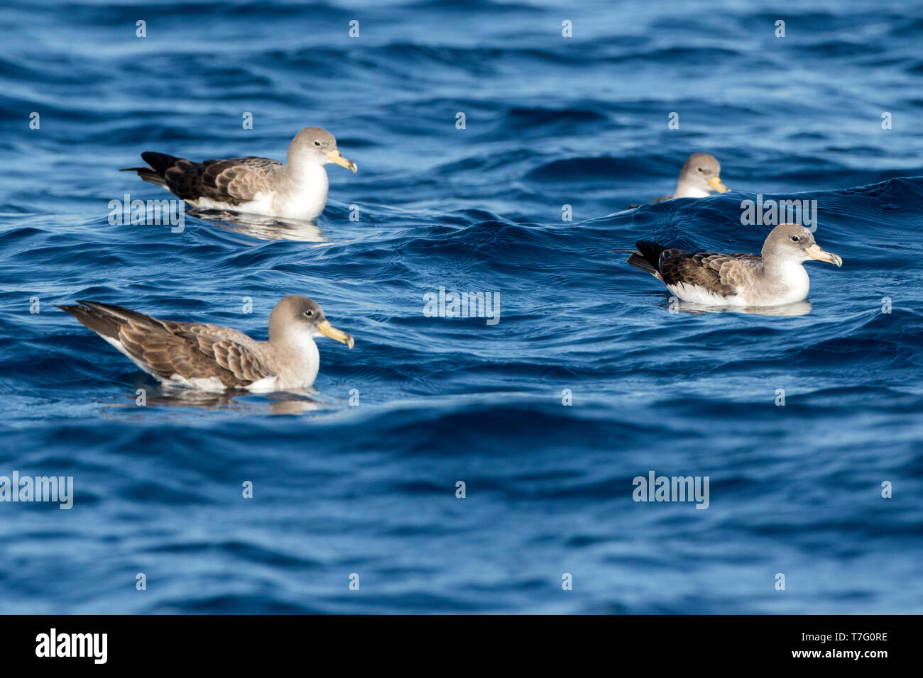 Scopoli's Shearwater, Calonectris diomedea) swimming in the ...