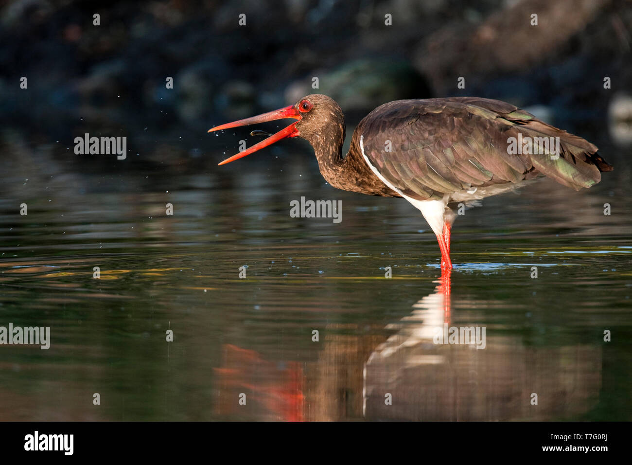 Black stork spain hi-res stock photography and images - Alamy