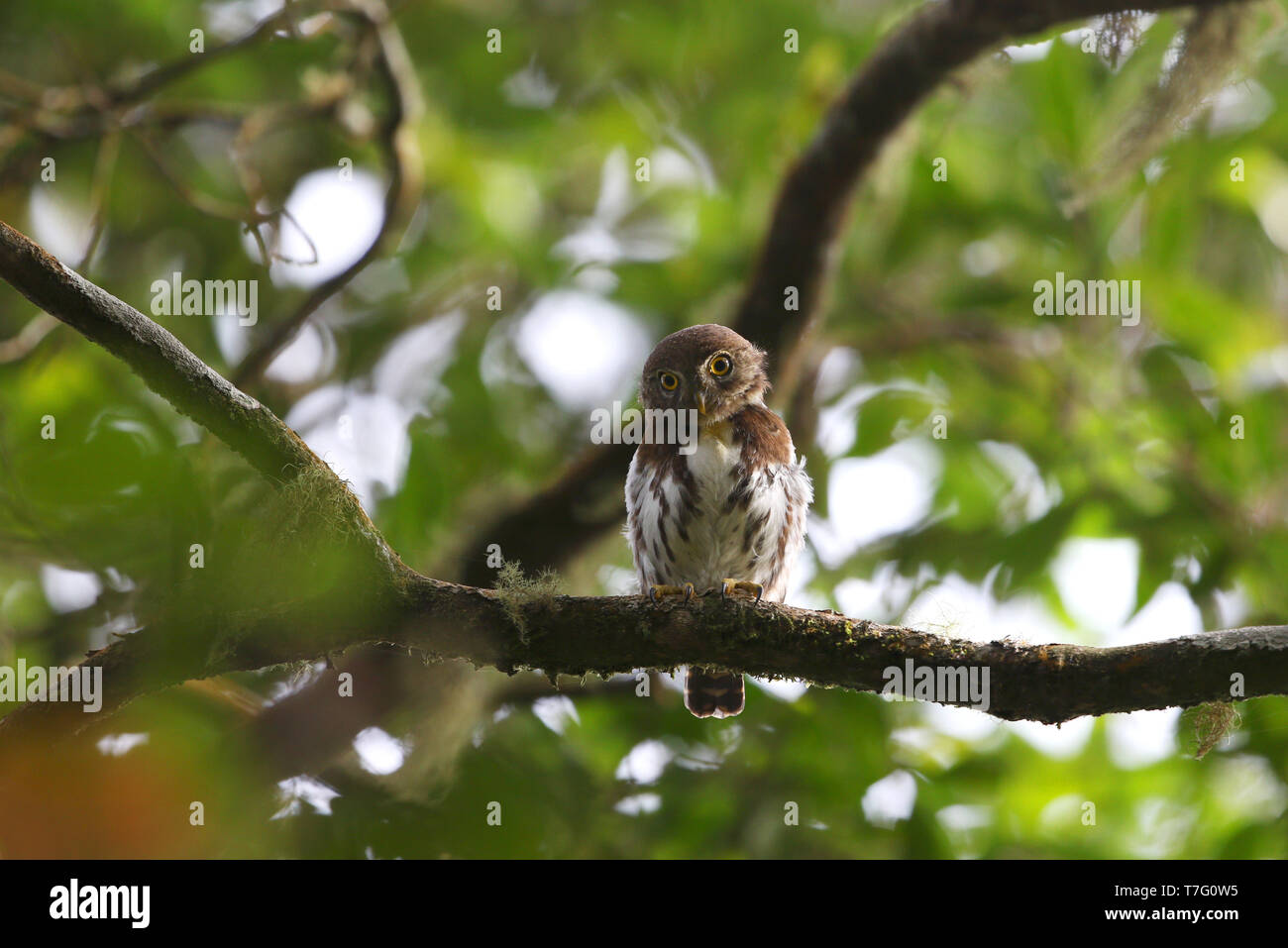 Sunda Owlet or Sumatran Collared Owlet (Glaucidium brodiei sylvaticum ...